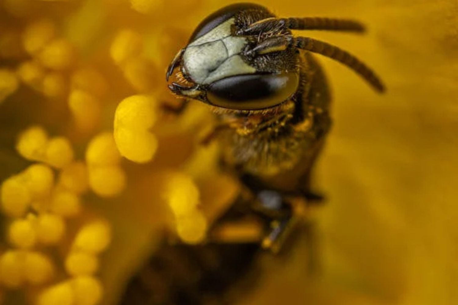 Lo que los insectos nos enseñaron sobre ver: la nueva visión artificial ...
