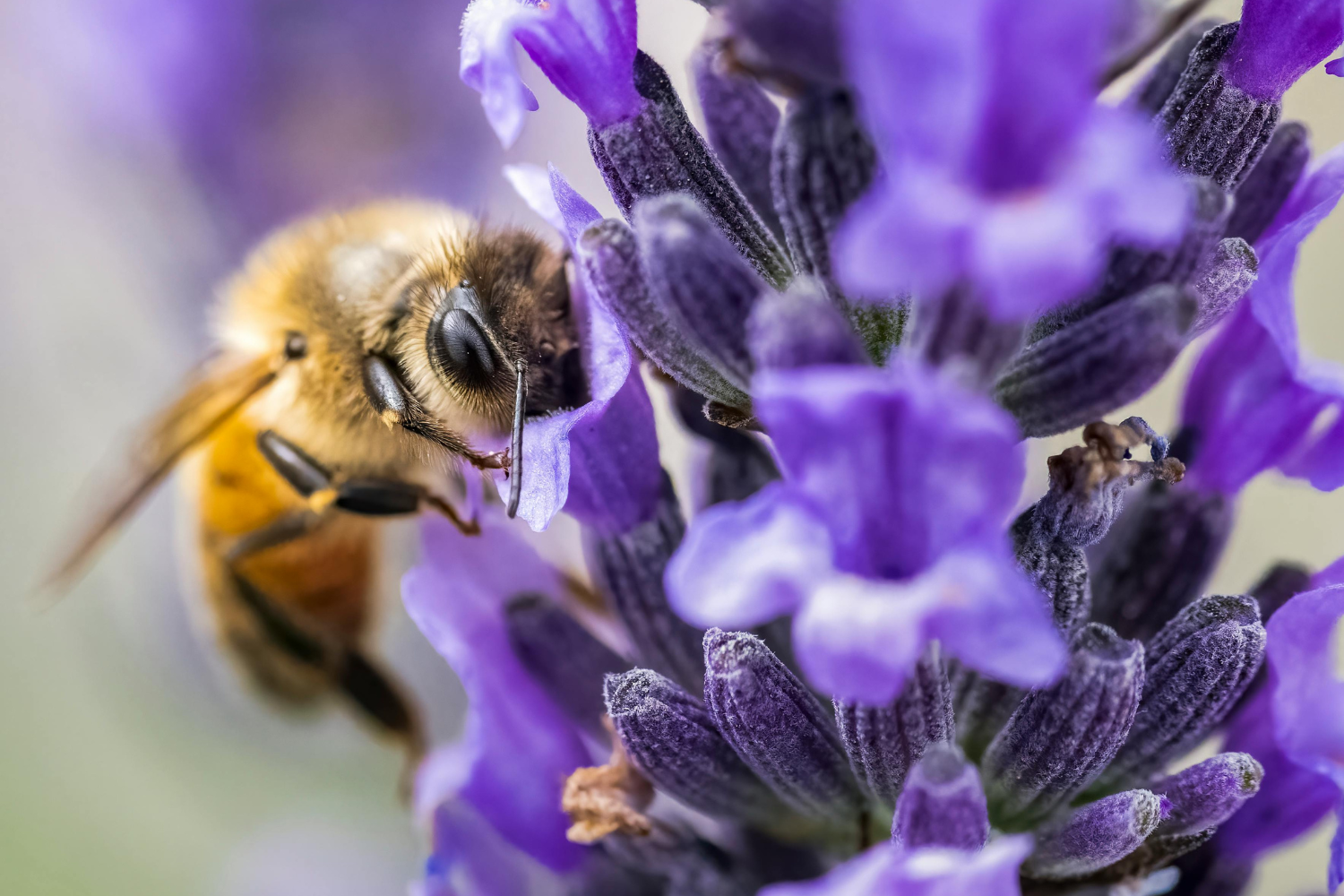 ¿Por qué algunas abejas producen miel violeta? El fenómeno que nadie ...