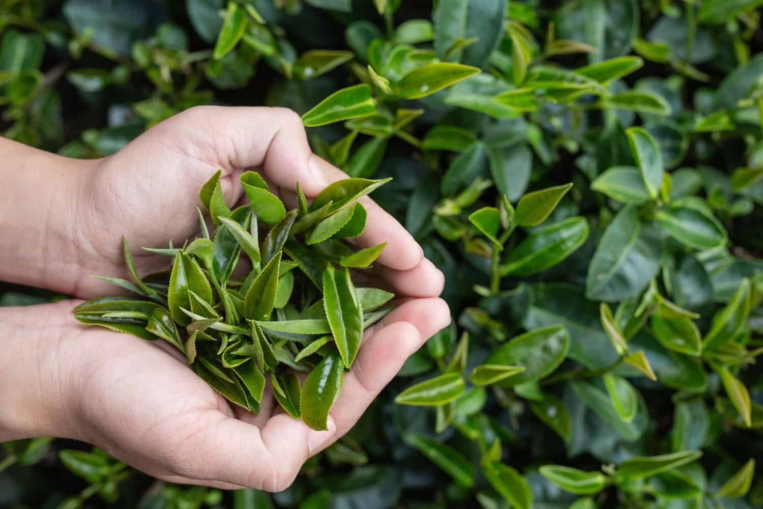 El ritual verde que podría cambiar la manera en que entendemos el ...